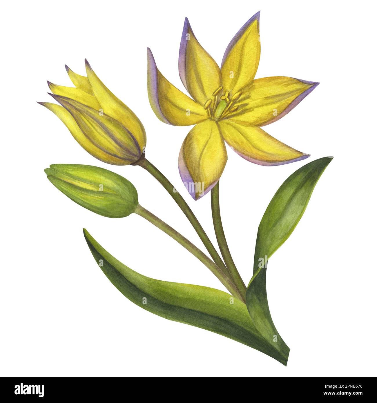 Yellow Bieberstein tulip. Lily. Early blooming. Spring flower. Hand ...
