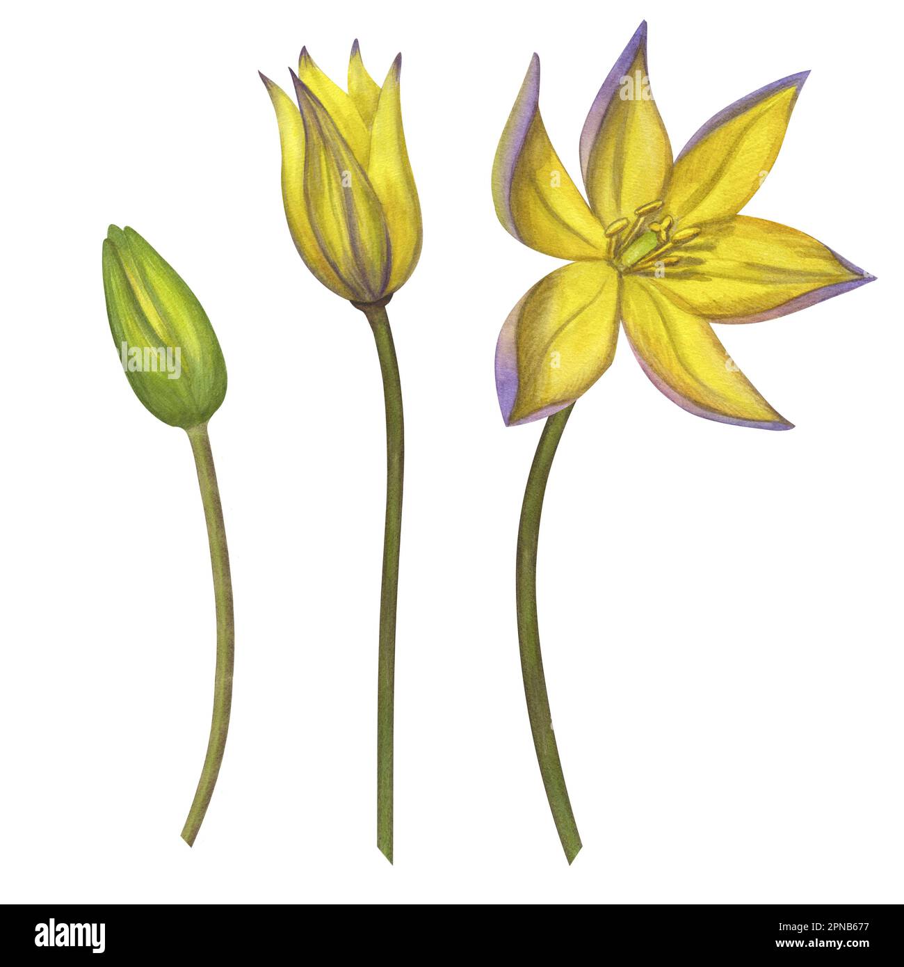 Yellow Bieberstein tulip. Lily. Early blooming. Spring flower. Hand ...