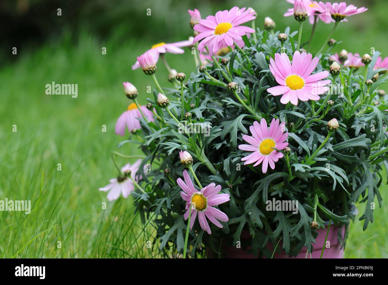 Feverish leaves hi-res stock photography and images - Alamy