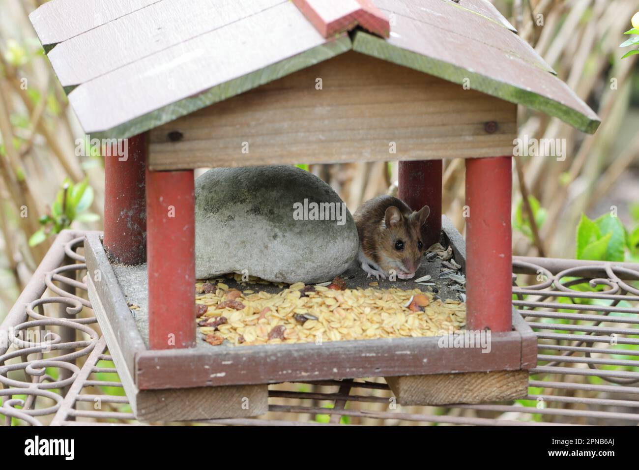 A little cheeky mouse nibbles on bird food Stock Photo - Alamy