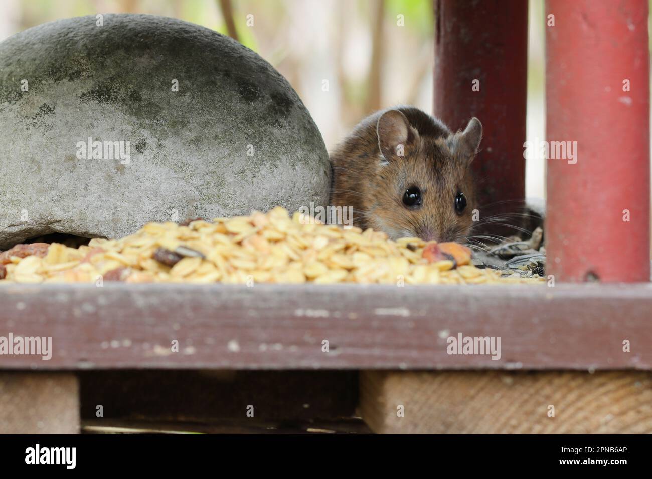 Greedy mouse hi-res stock photography and images - Alamy