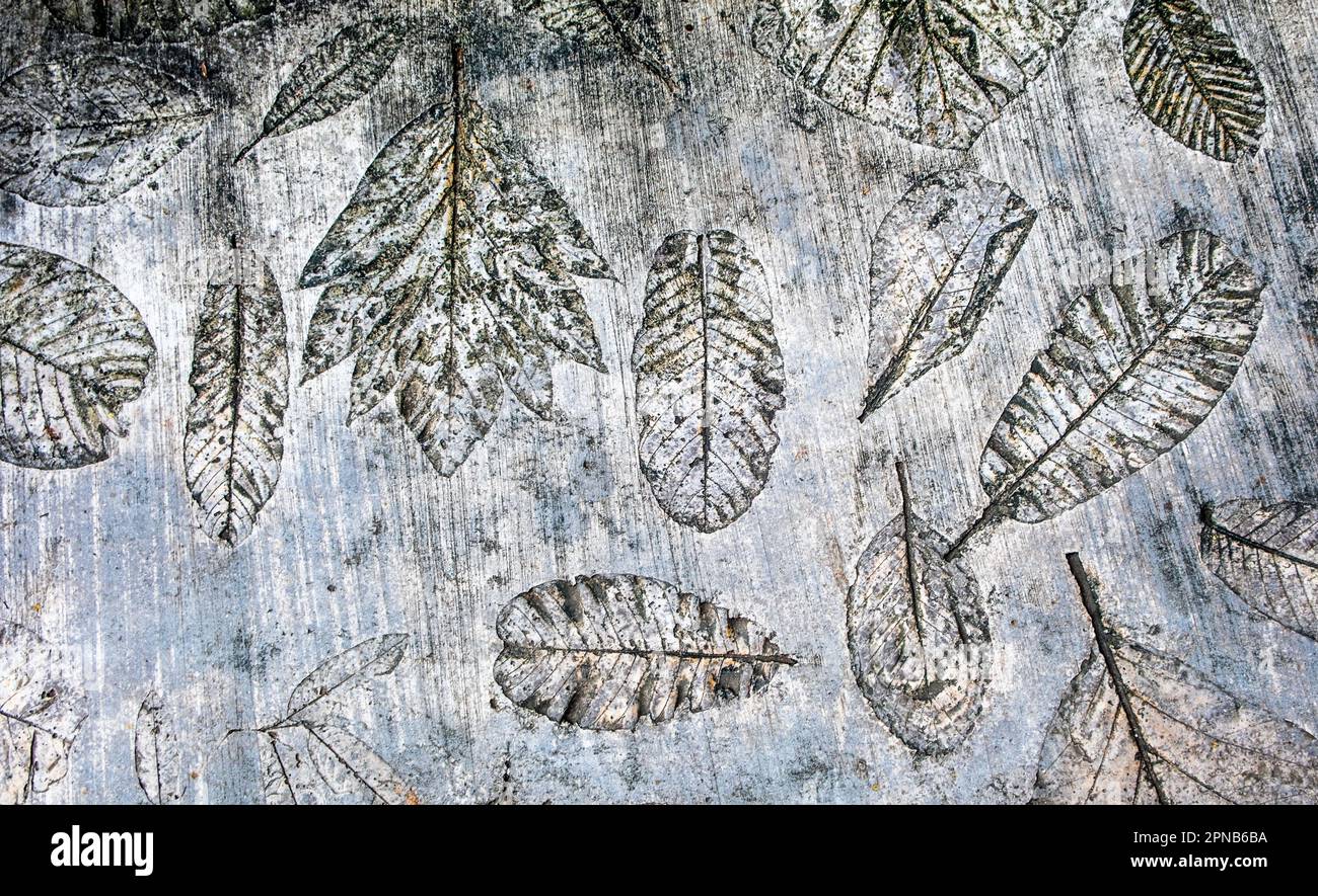 Leaf impressions in concrete at the Singapore Botanical Garden Stock ...