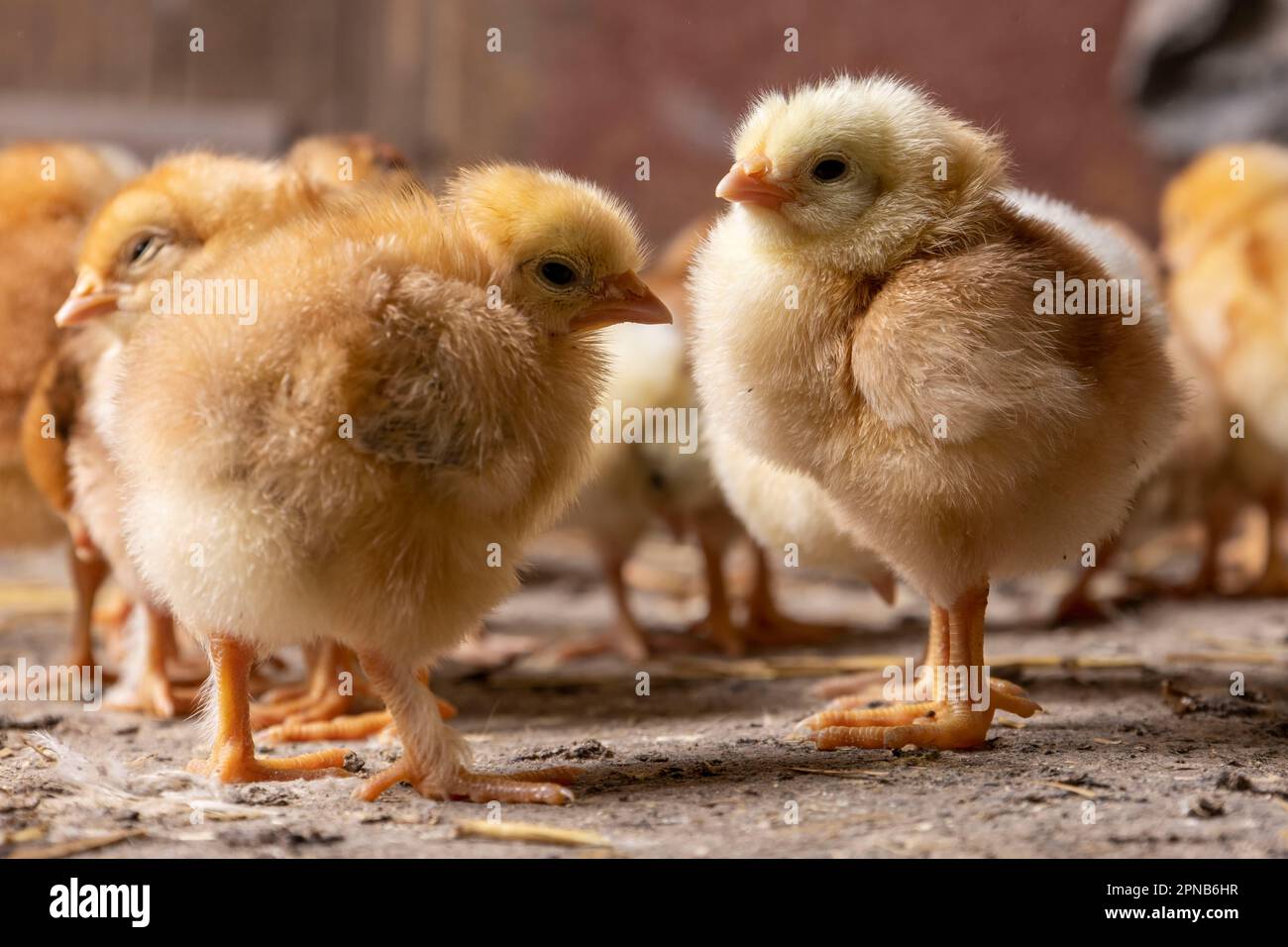 Poultry factory farming hi-res stock photography and images - Alamy