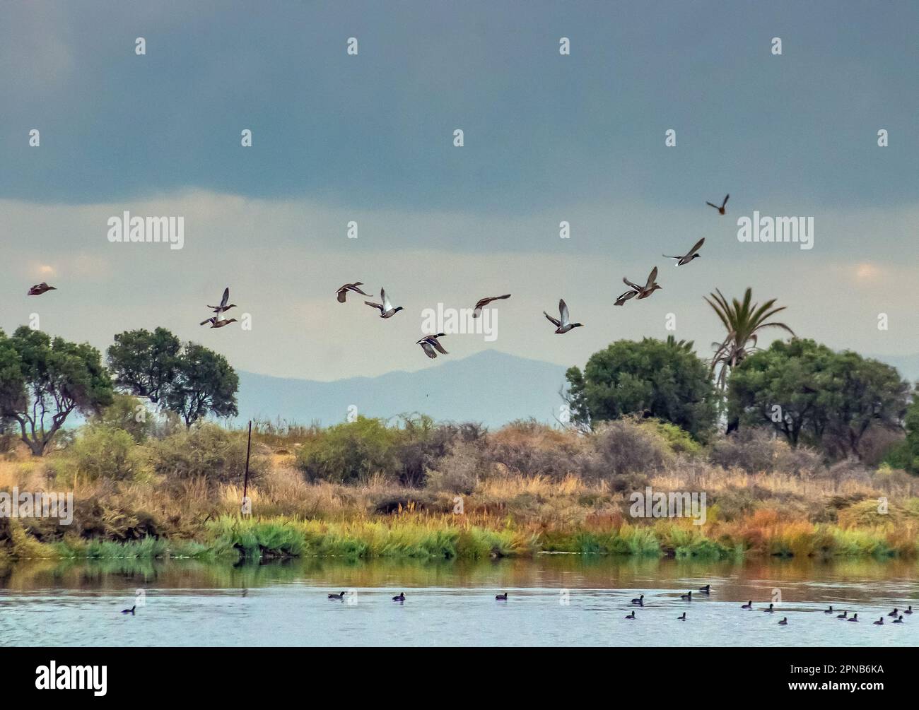 Flying Birds Over a Pond Stock Photo - Alamy