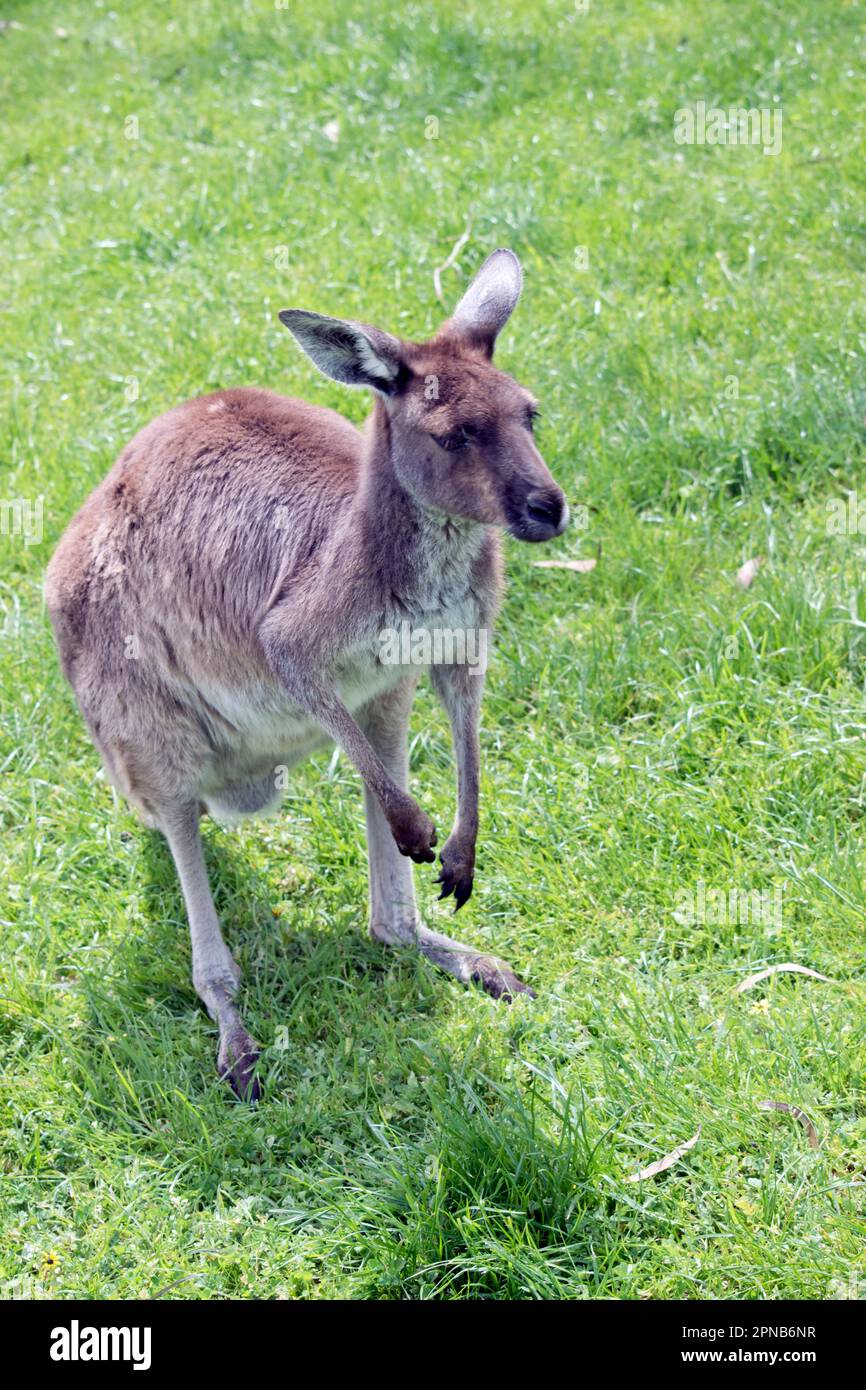 the western grey kangaroo is in a field Stock Photo - Alamy