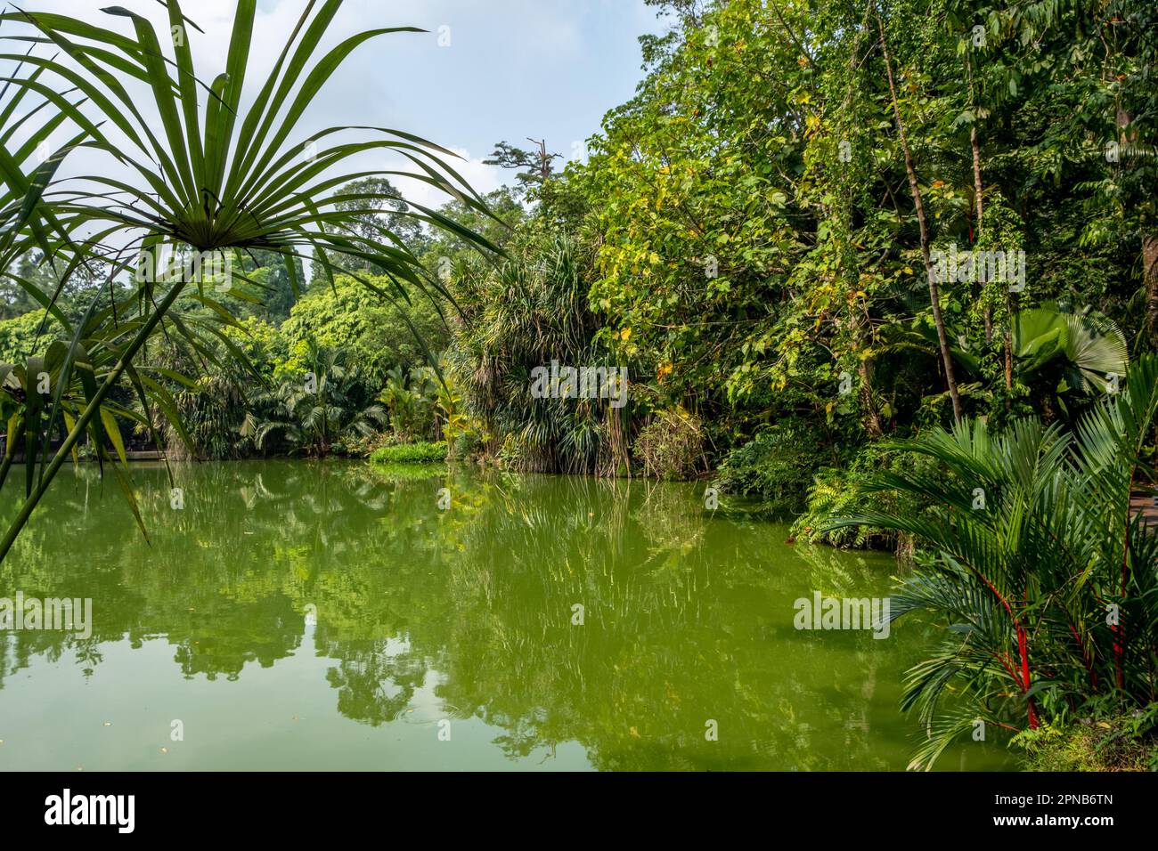 Green waters of a small lagoon in an Asian jungle Stock Photo - Alamy