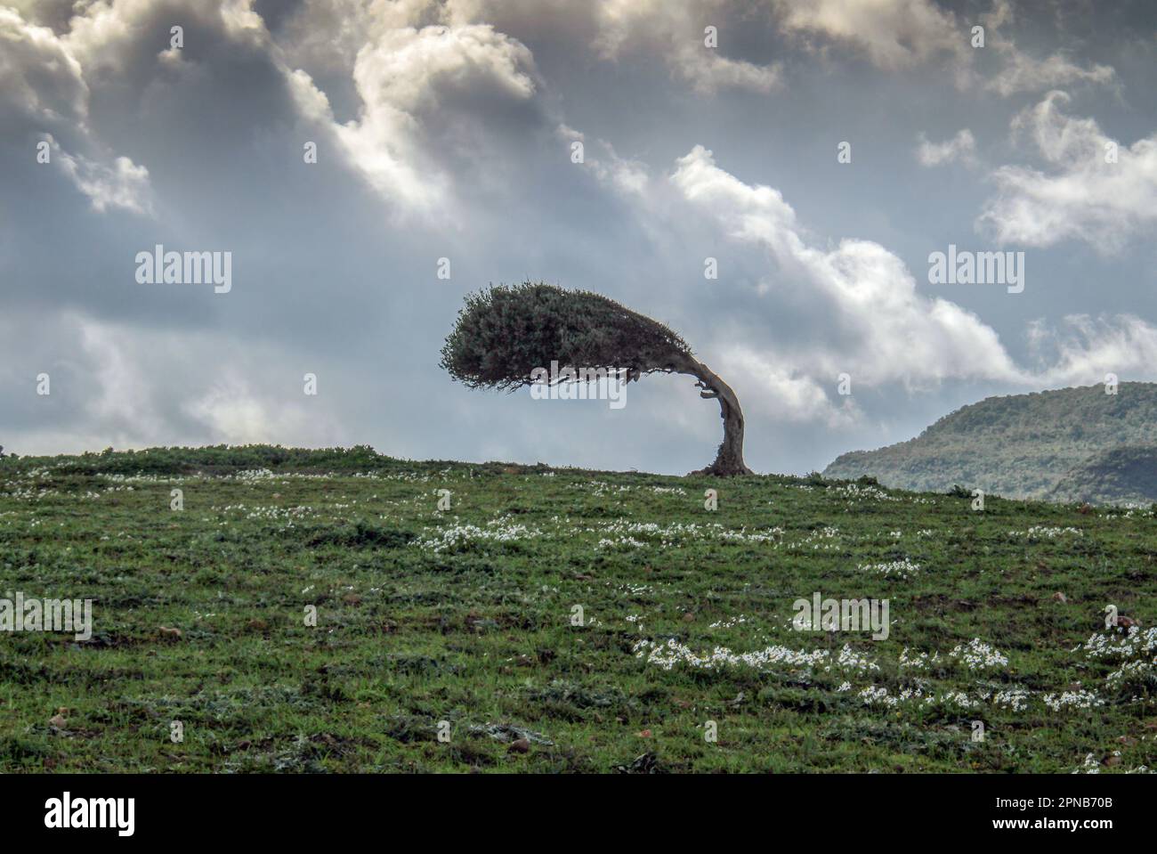 Ecosystem services tree hi-res stock photography and images - Alamy