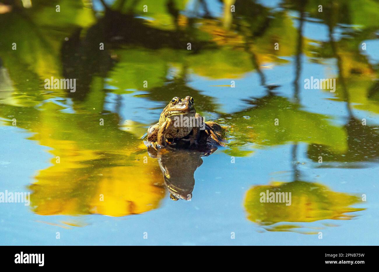 Marsh Frog (Pelophylax ridibundus) - A Common Amphibian Found on Water ...
