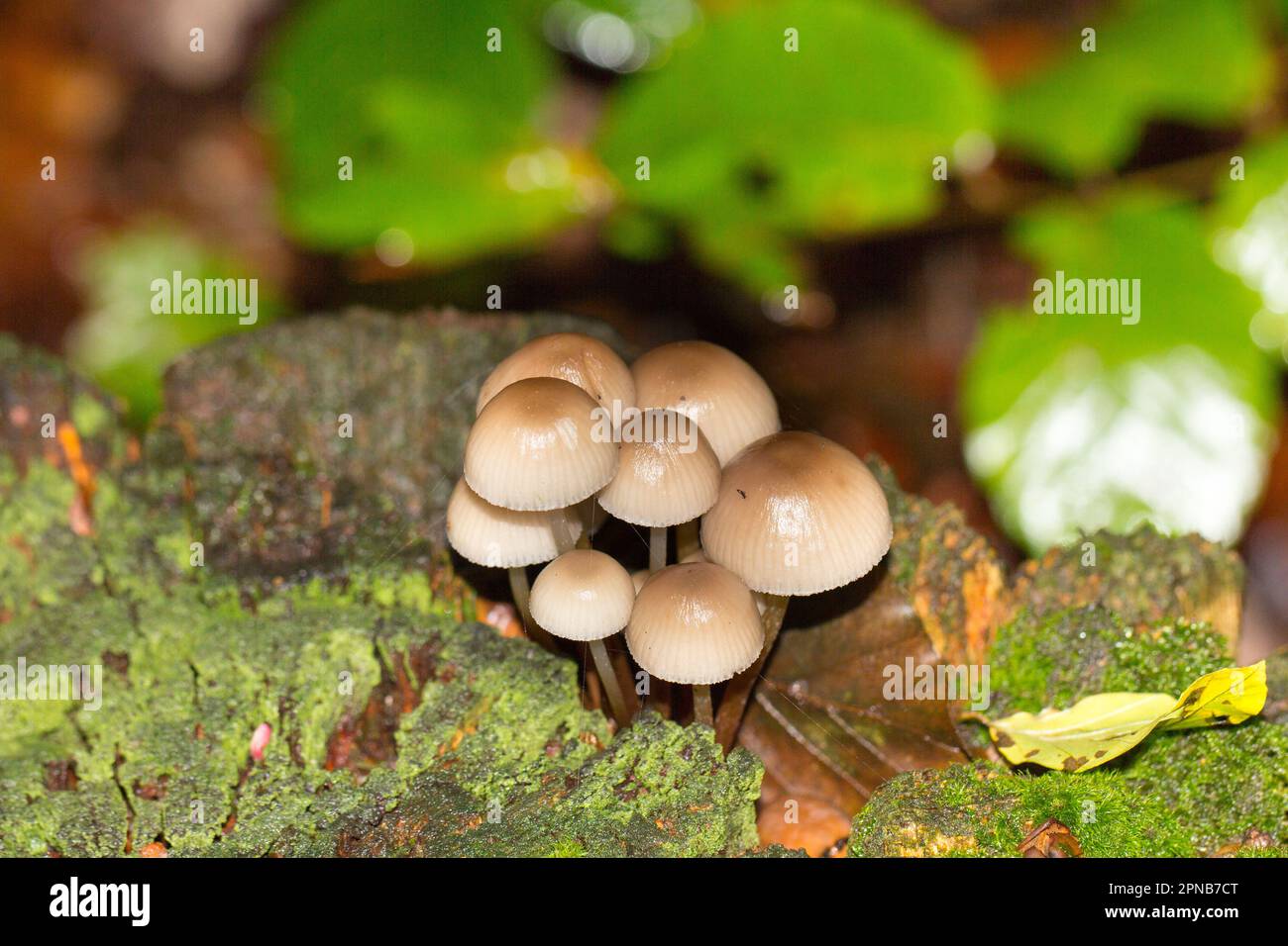 Mushroom on tree trunk. Group of Mycena Mushrooms in the forest. In ...