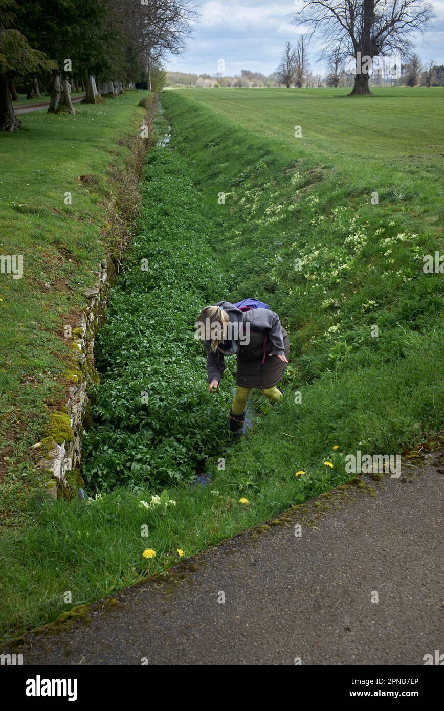 Foraging Instructor from WildUK, Kerry Woodfield, holds a foraging ...
