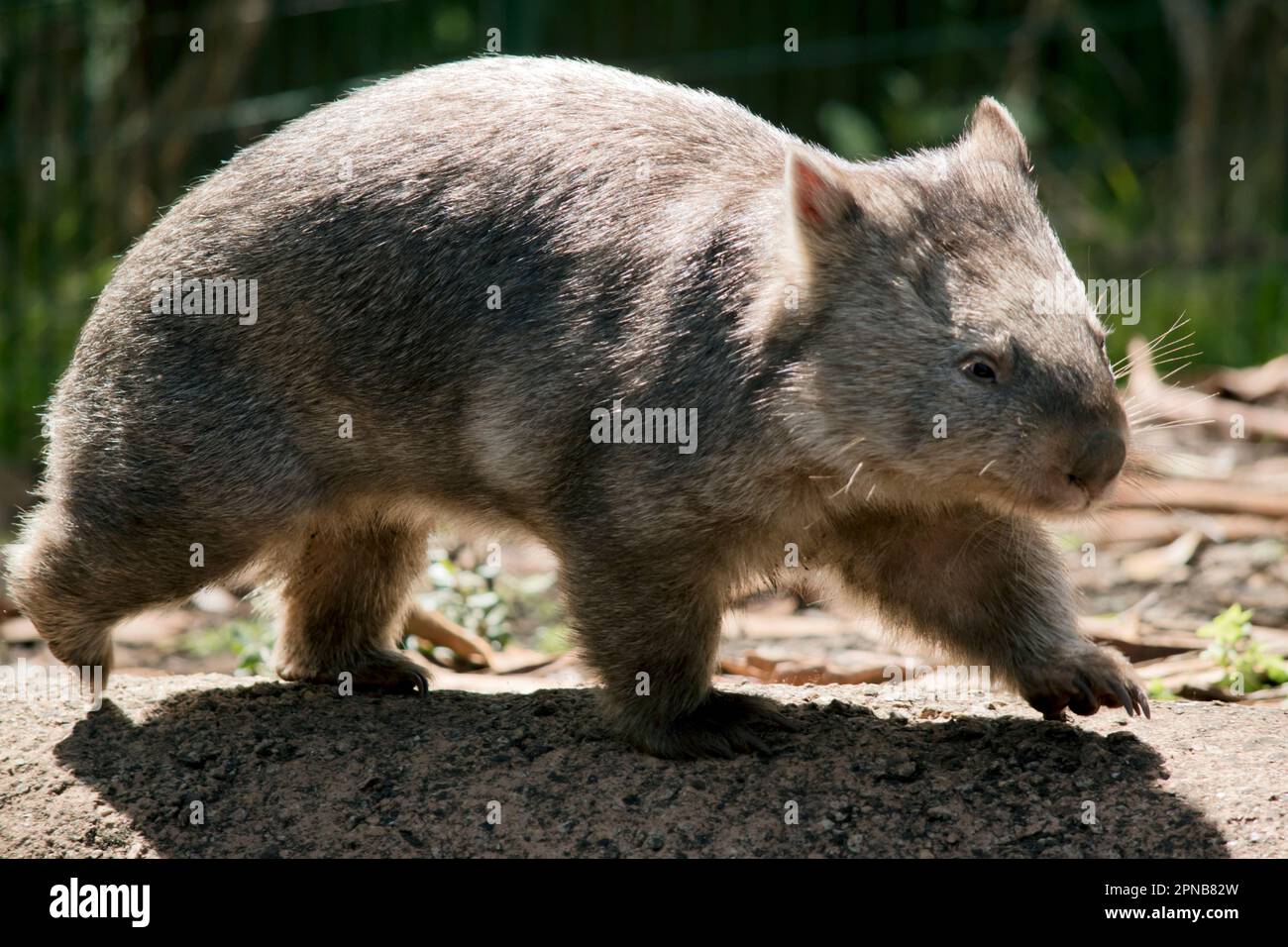 the wombat is a brown and gray marsupial which burrows underground ...