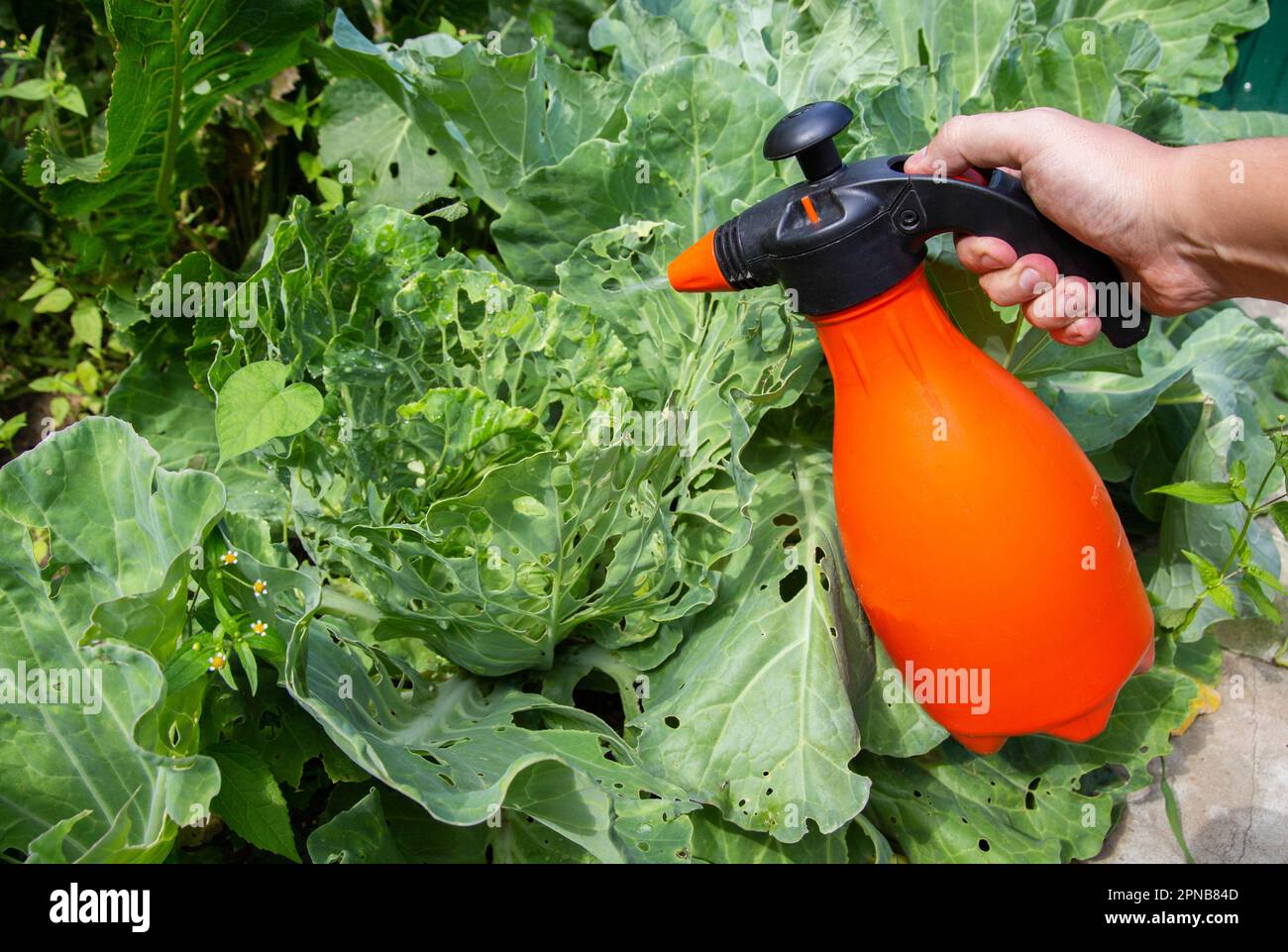 Spraying a head of cabbage in the garden with a solution of ammonia and ...