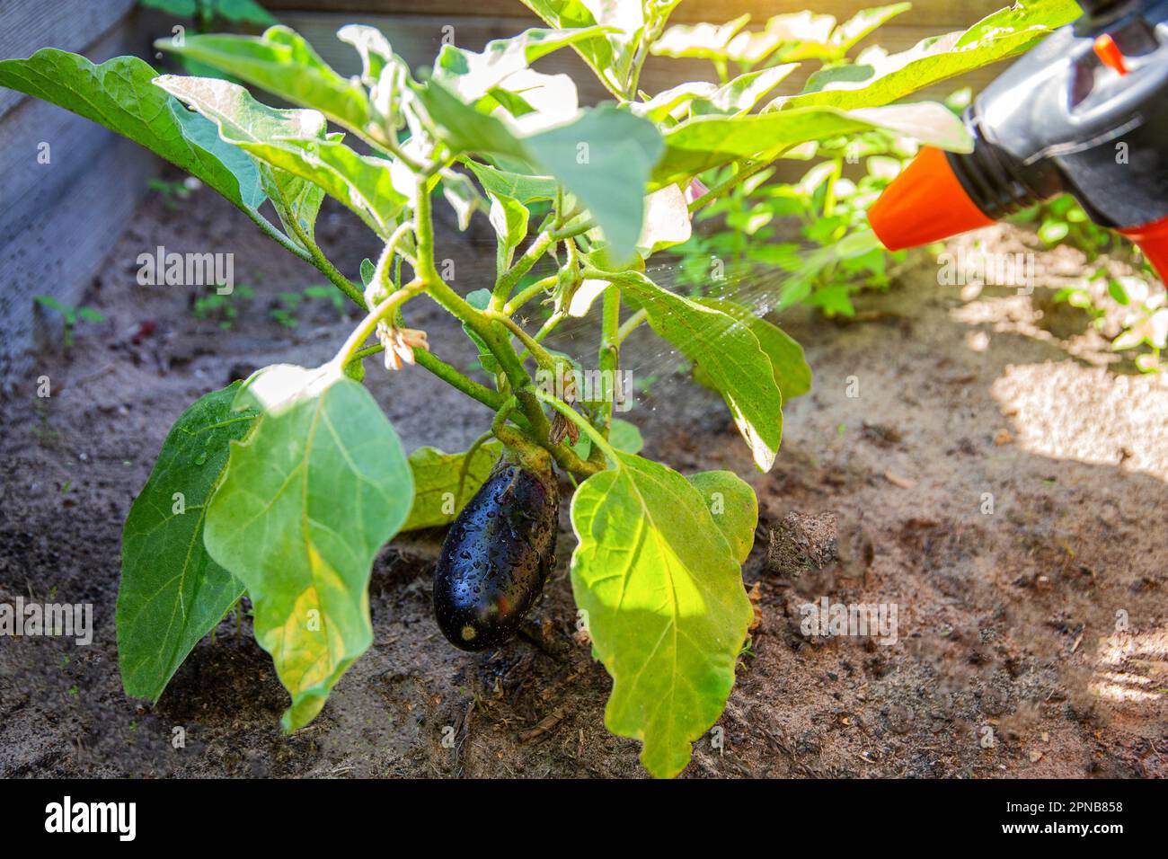Spraying Eggplant With Boric Acid From Pests And Diseases Growing Vegetables Plant Growing
