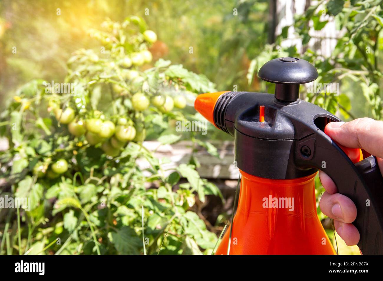 Spraying a tomato with a solution against diseases and phytophthora ...