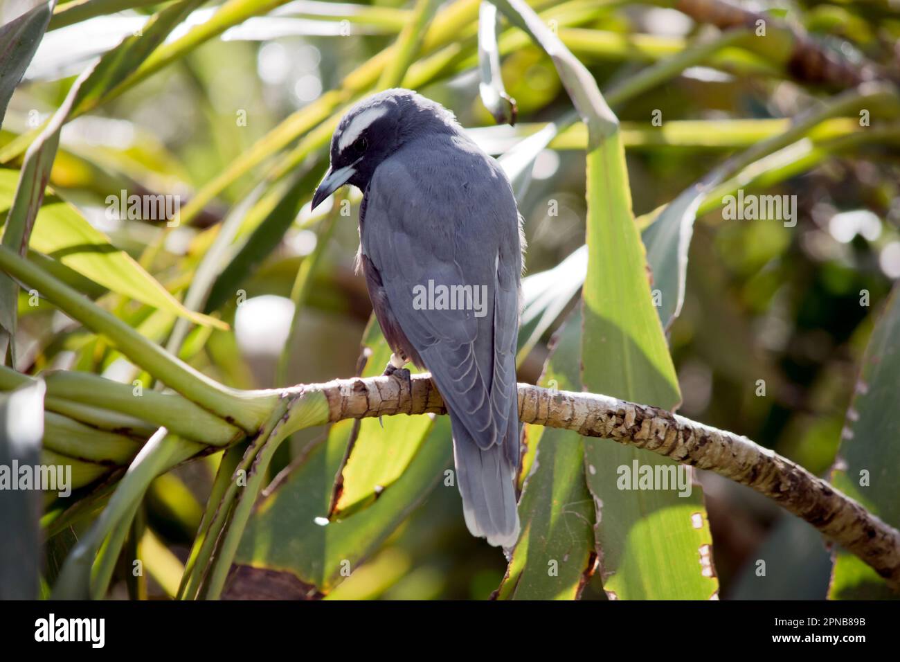 the woodswallow is a grey bird with a black face and white eyebrow ...
