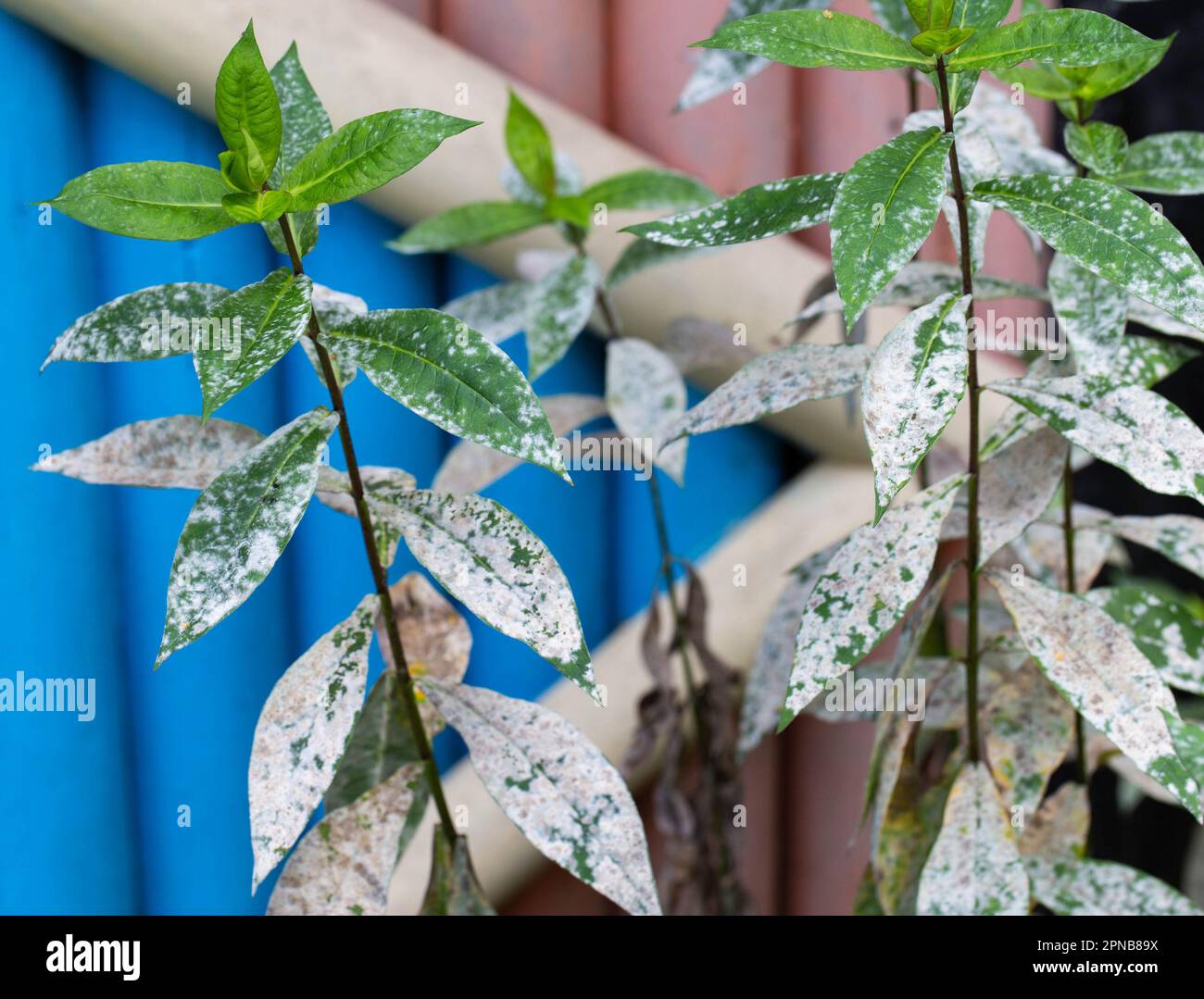 Infectious disease on the leaves of flowers. White bloom on flowers ...