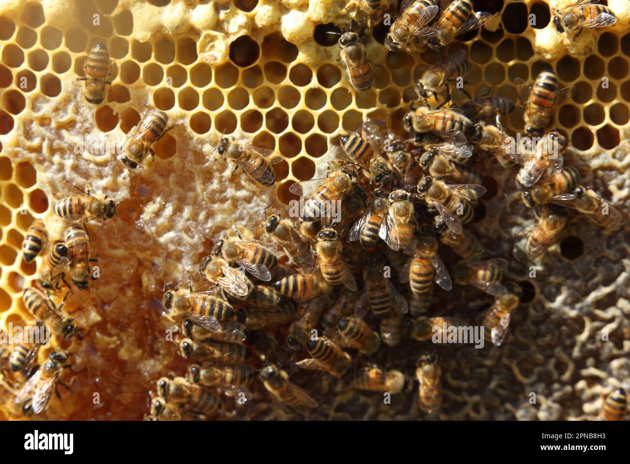 beekeeping - the brood of bees Stock Photo - Alamy
