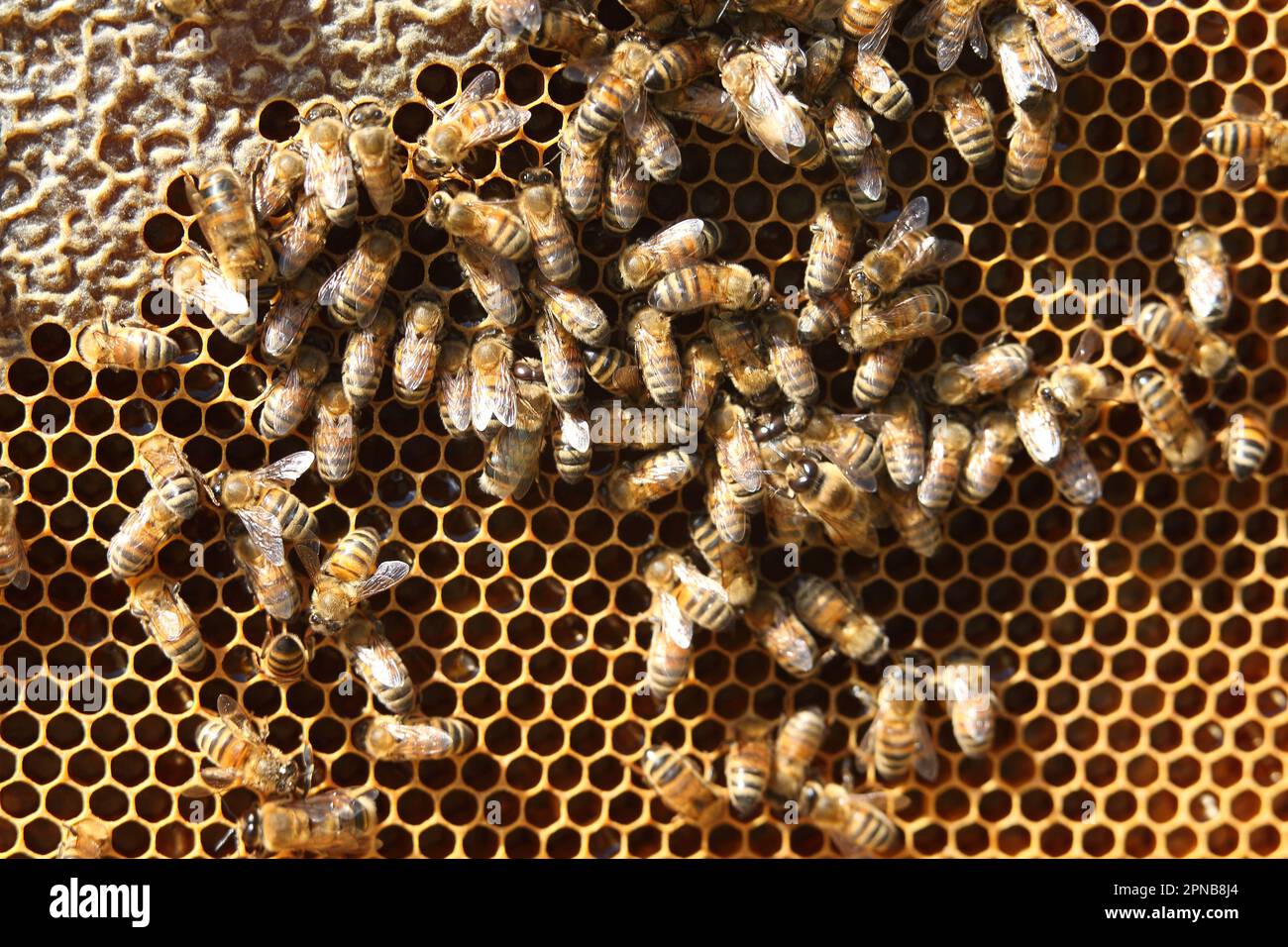 Brood pattern hi-res stock photography and images - Alamy