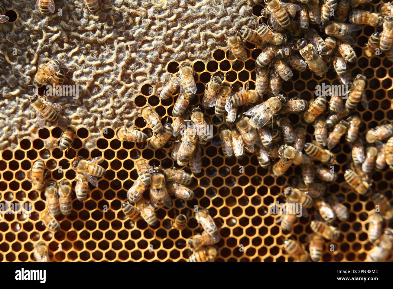 beekeeping - the brood of bees Stock Photo - Alamy