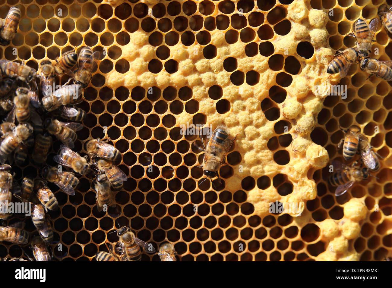 beekeeping - the brood of bees Stock Photo - Alamy