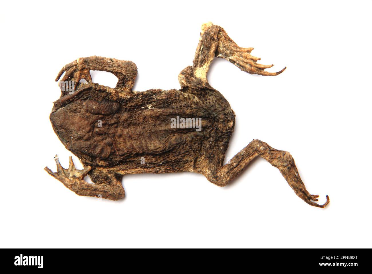 Frog skeleton Cut Out Stock Images & Pictures - Alamy