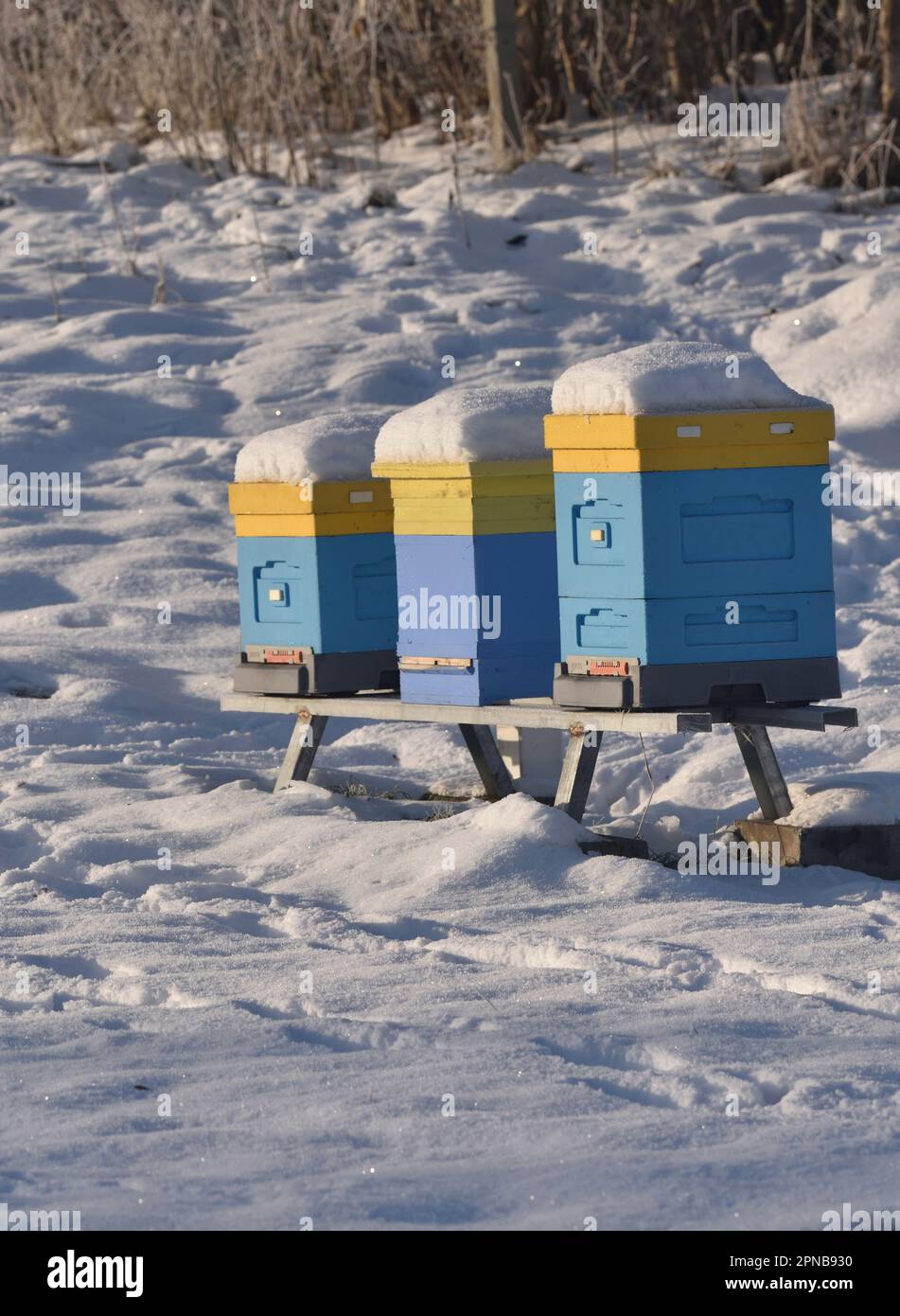 beehives in winter in a snowy scenery Stock Photo - Alamy