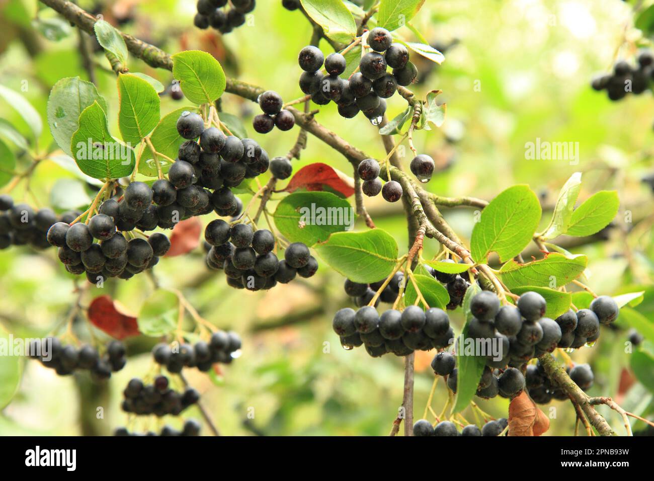 detail of chokeberries tree as natural background Stock Photo - Alamy