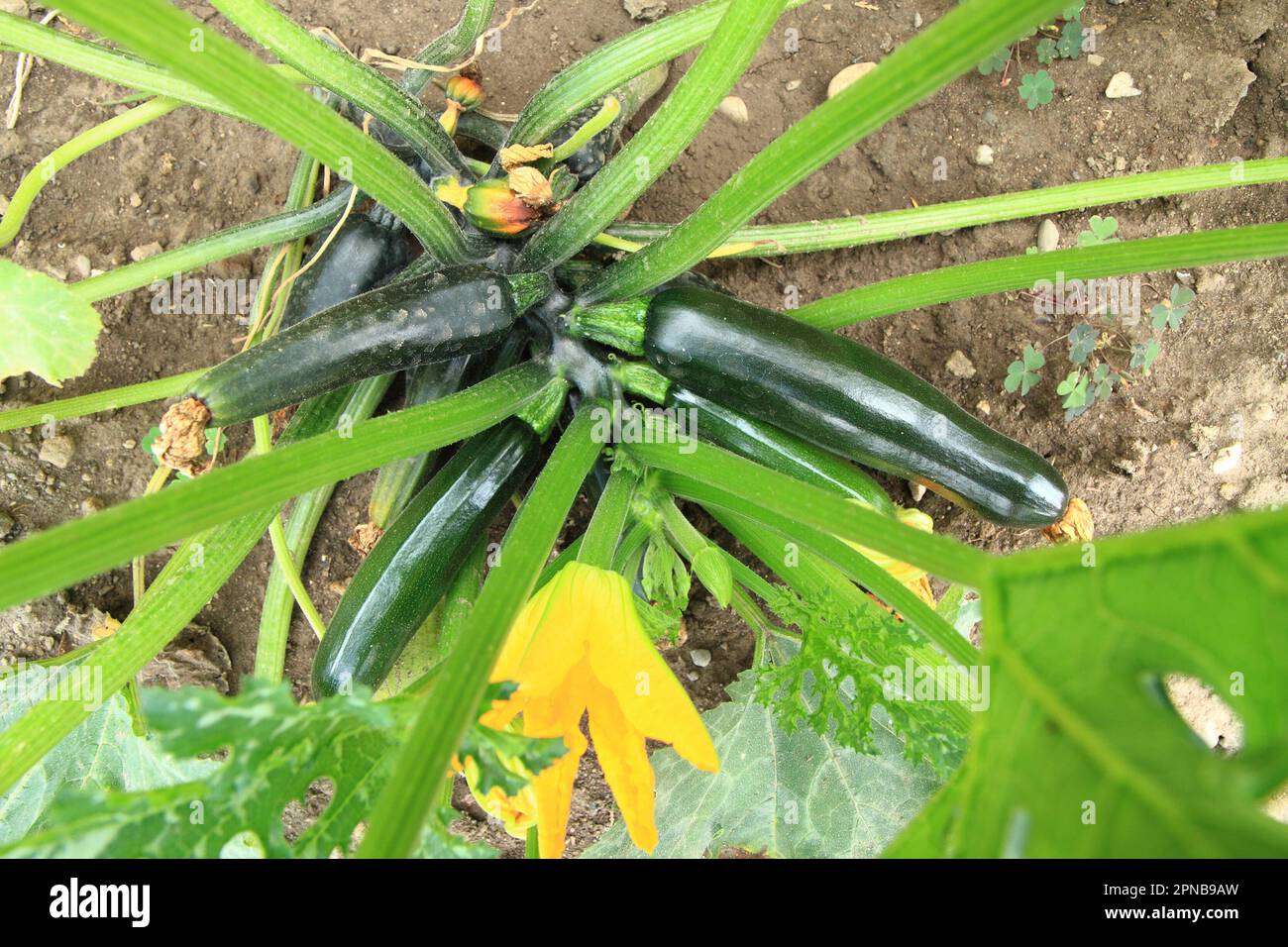 zucchini plant from the small home czech farm Stock Photo - Alamy