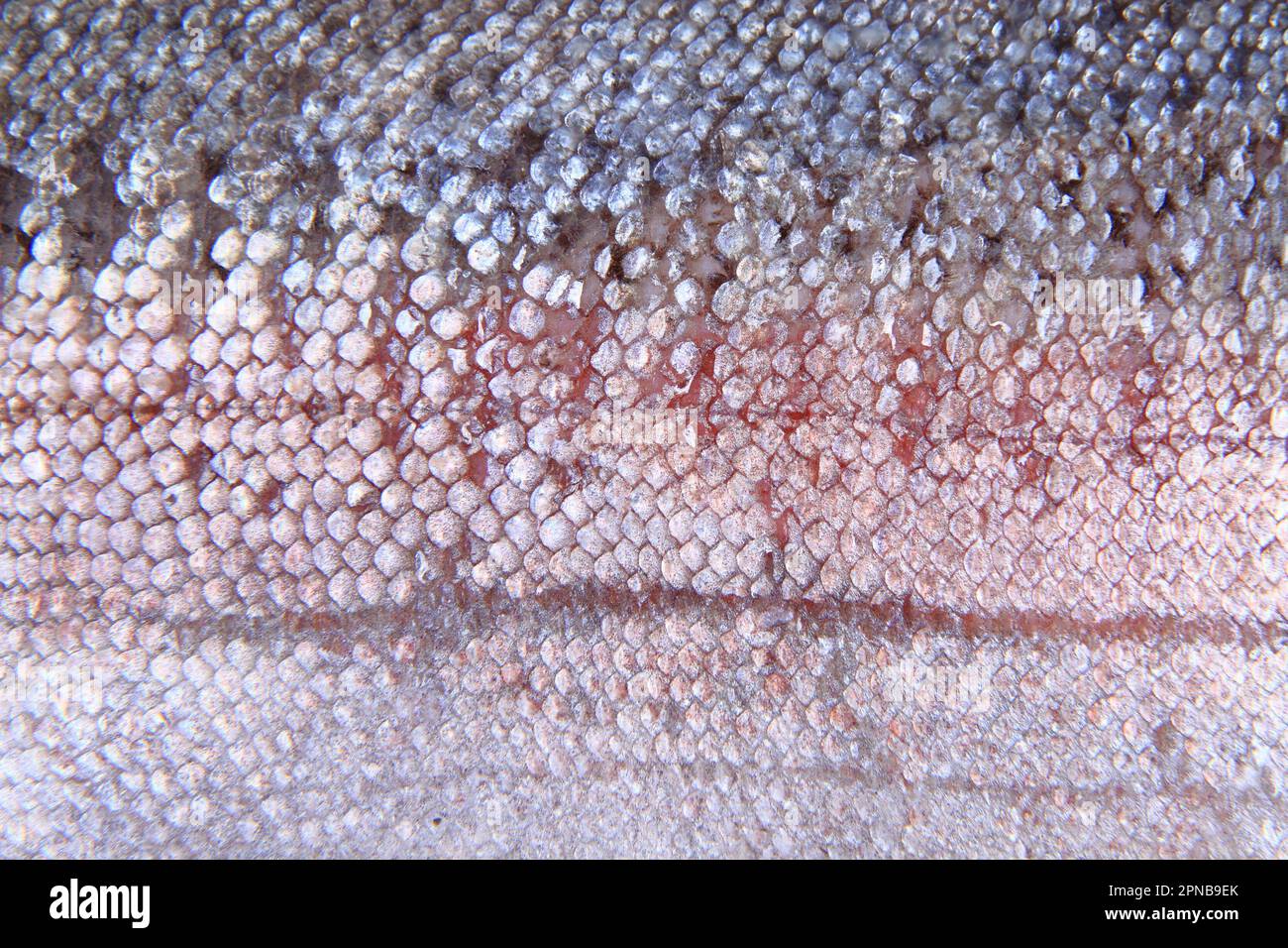 salmon skin texture as very nice natural background Stock Photo - Alamy