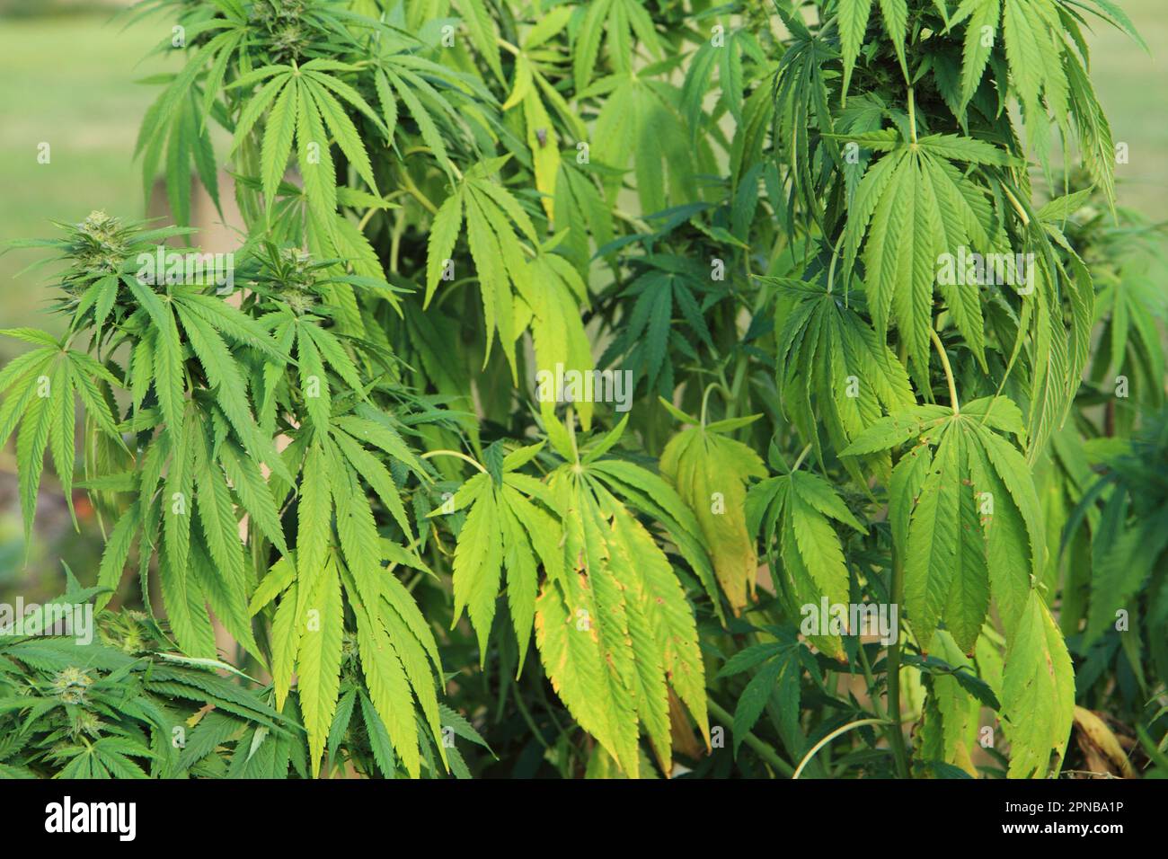 cannabis plant (marijuana) as nice natural medical background Stock ...