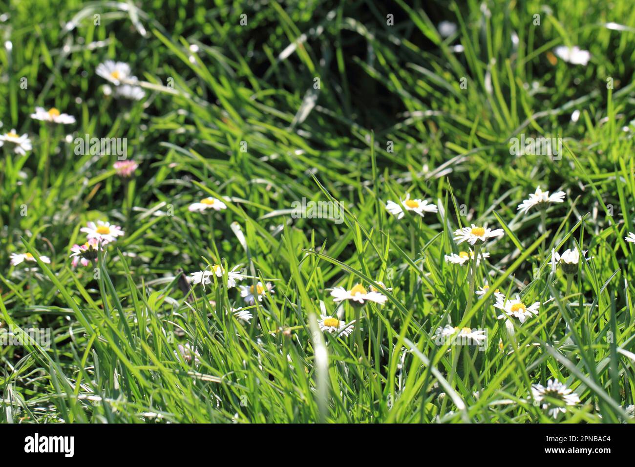 daisies in the green grass as spring background Stock Photo - Alamy