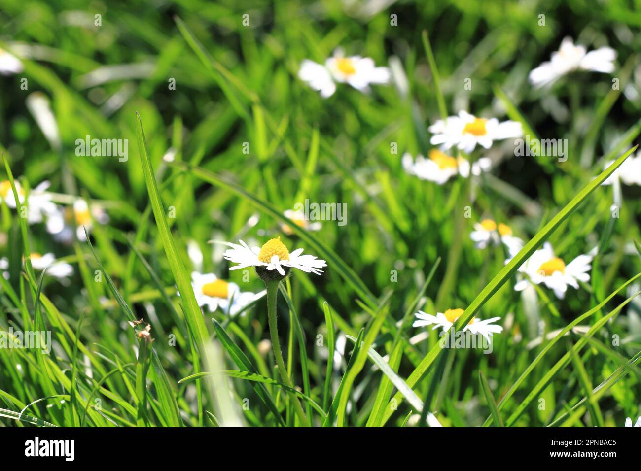 daisies in the green grass as spring background Stock Photo - Alamy