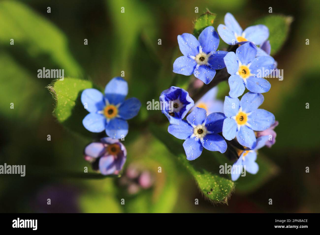 Early forget me nots hi-res stock photography and images - Alamy