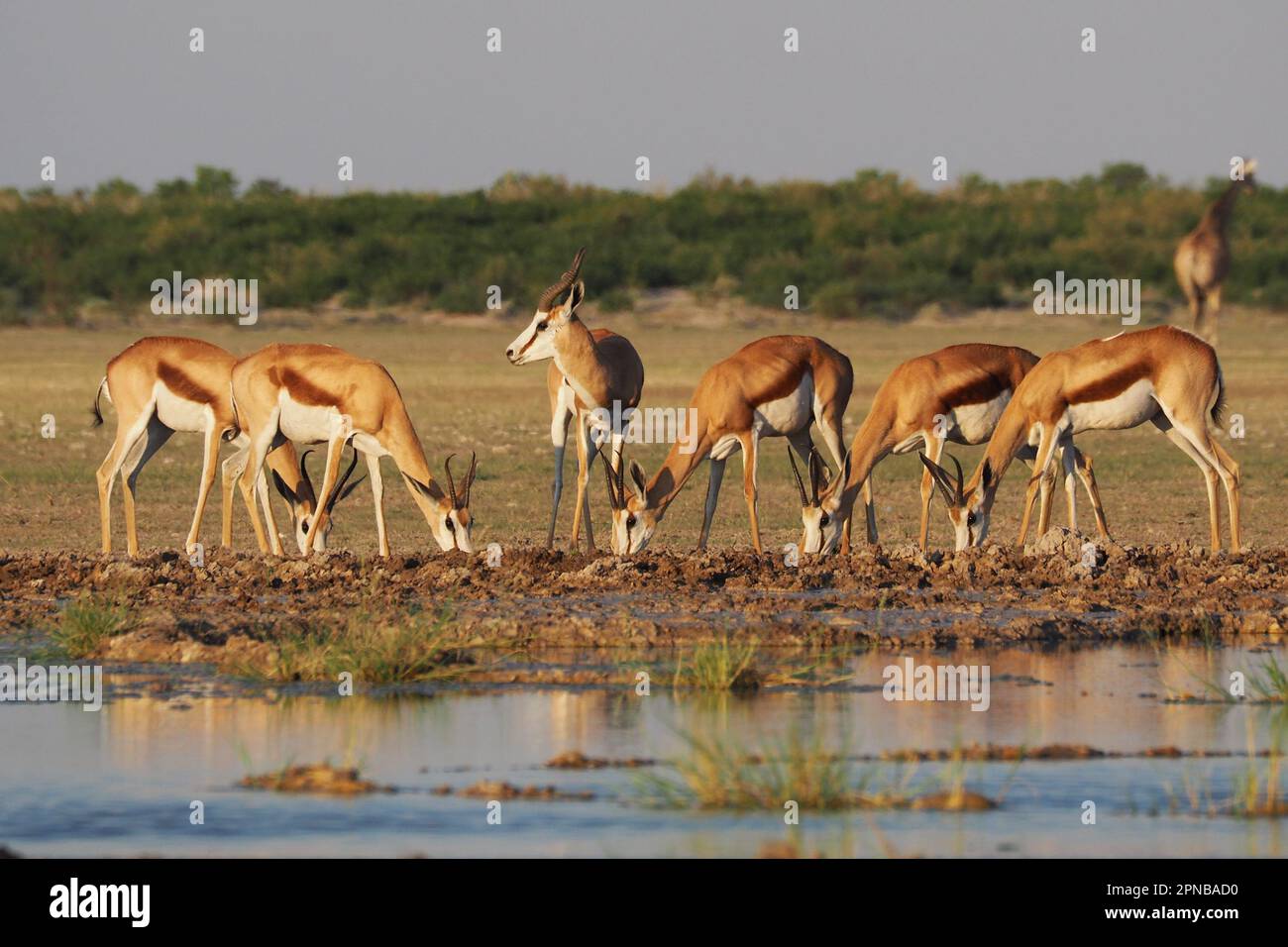 Springboks drinking in Central Kalahari, Botswana Stock Photo - Alamy