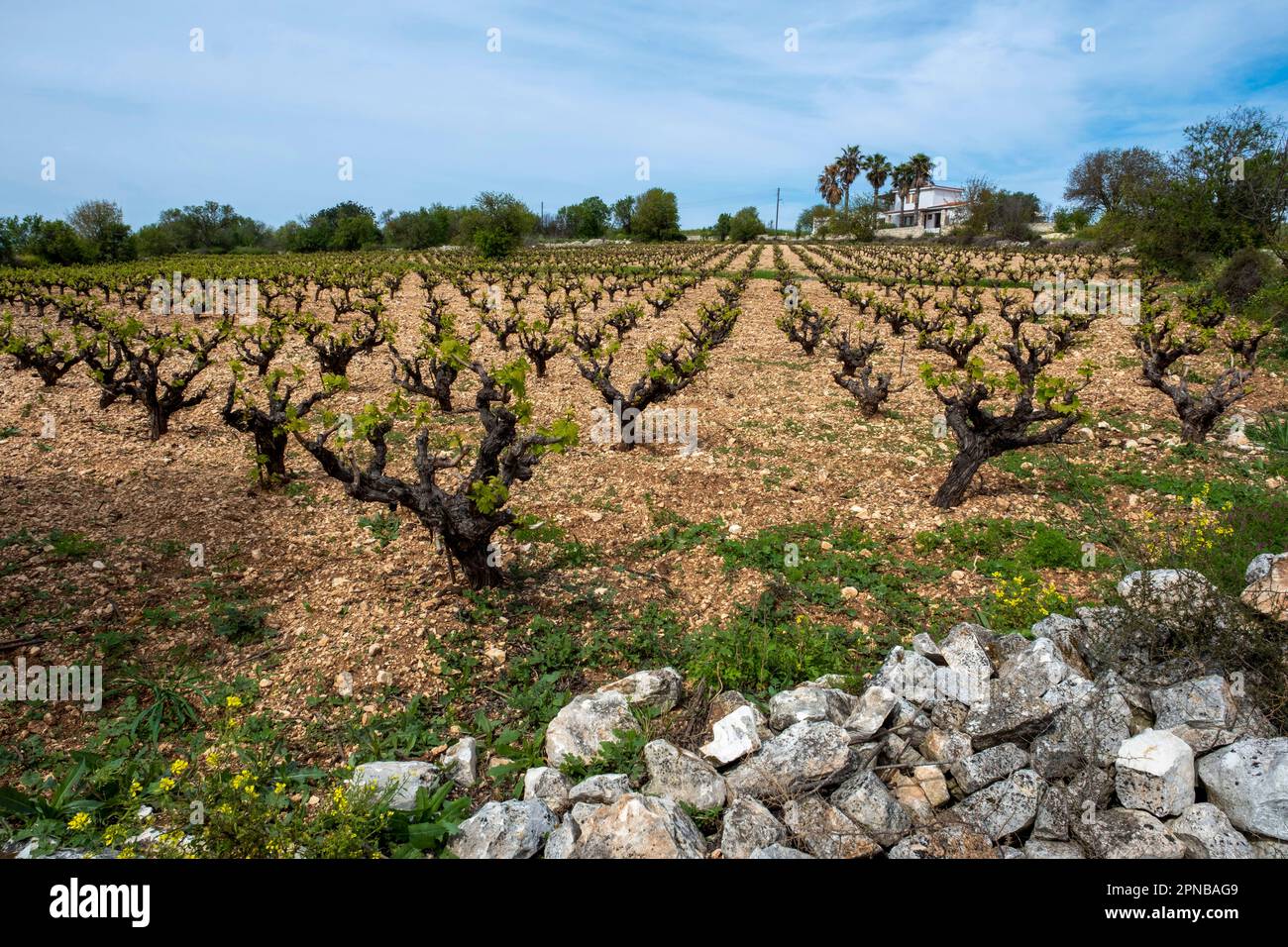 Vinefield cyprus hi-res stock photography and images - Alamy