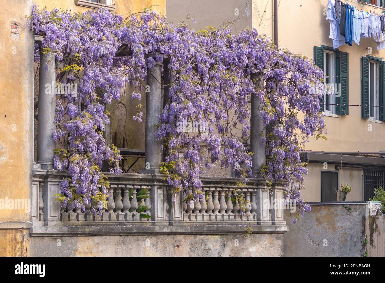 Spring blooming of wisteria on a terrace decorated with marble columns ...