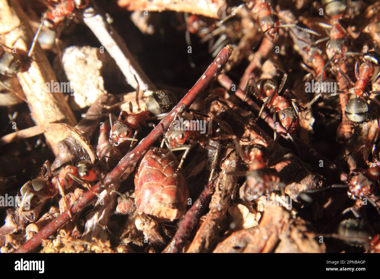 detail of forest anthill as nice insect background Stock Photo - Alamy