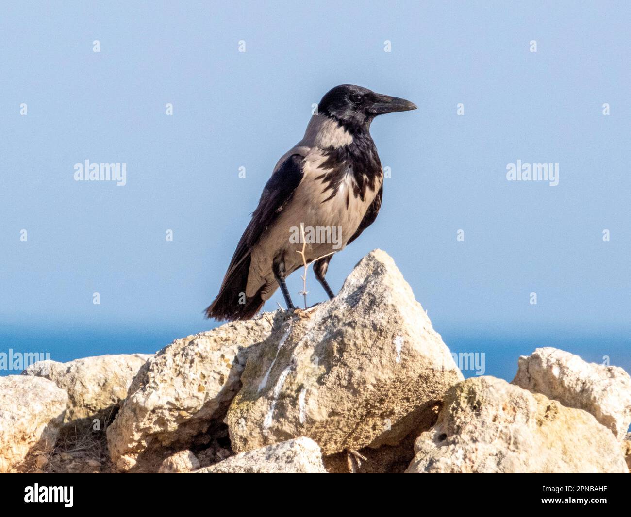 Crow family hi-res stock photography and images - Alamy