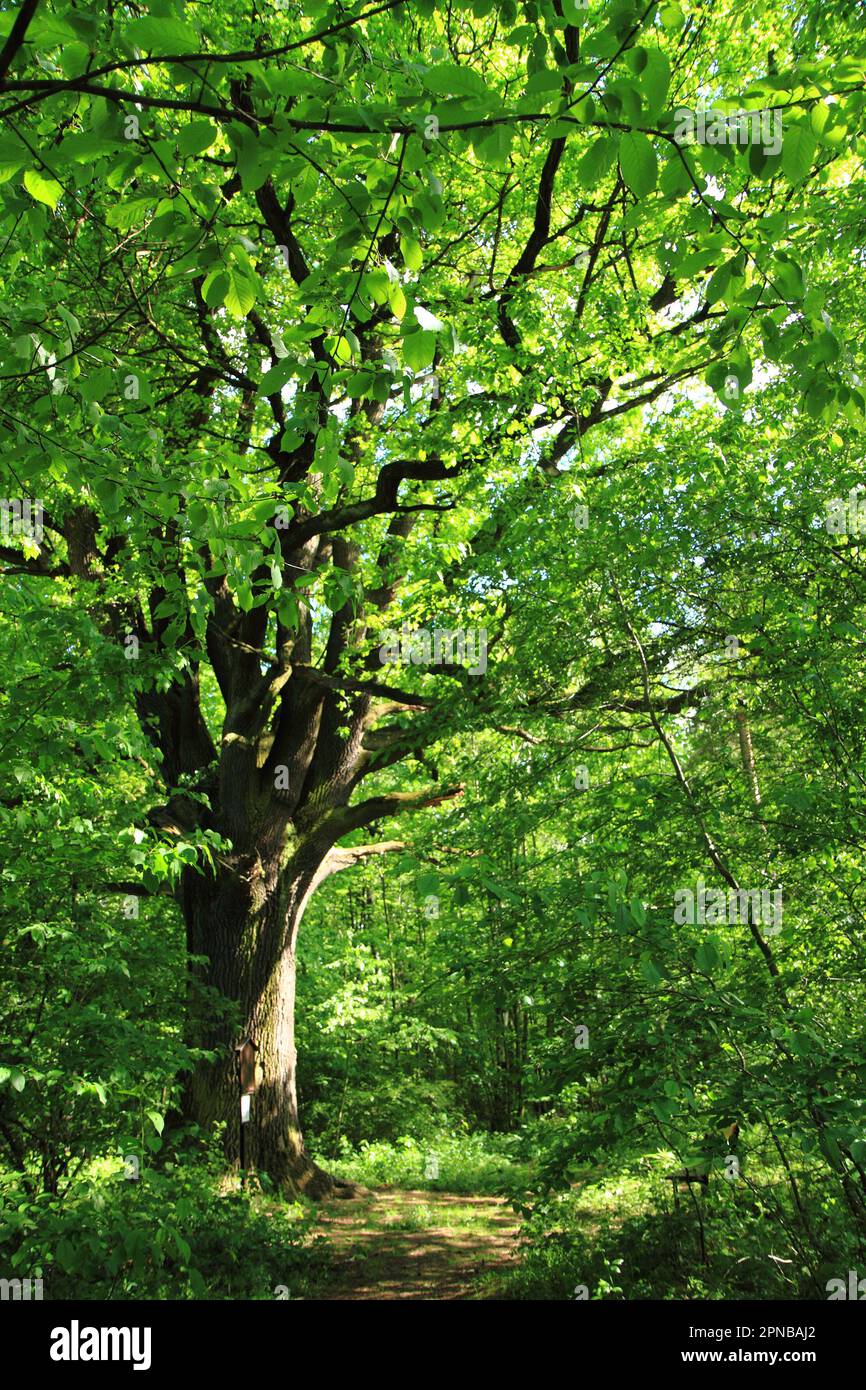 old oak tree in the green forest Stock Photo - Alamy