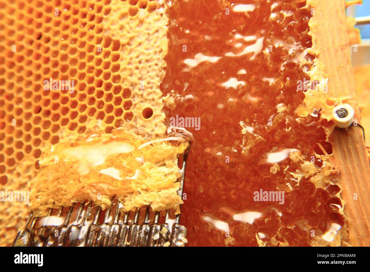 honey in wax cells as nice natural background Stock Photo - Alamy