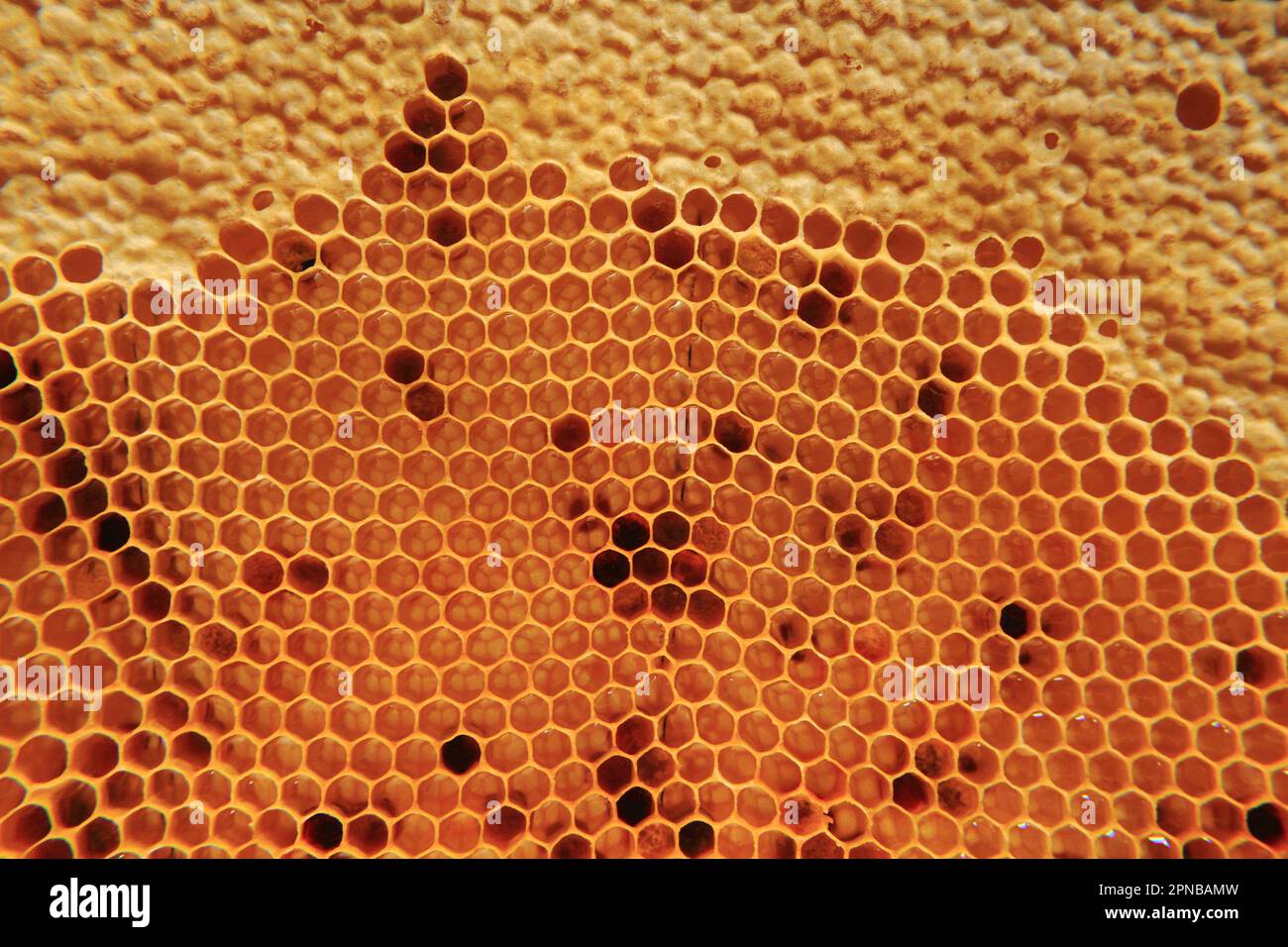 honey in wax cells as nice natural background Stock Photo - Alamy