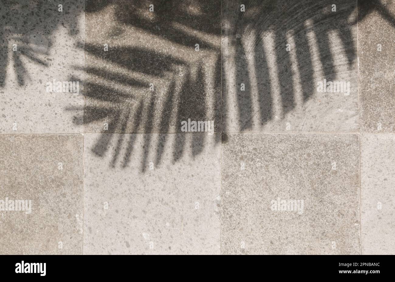 Palm tree shadows on white wall Stock Photo - Alamy