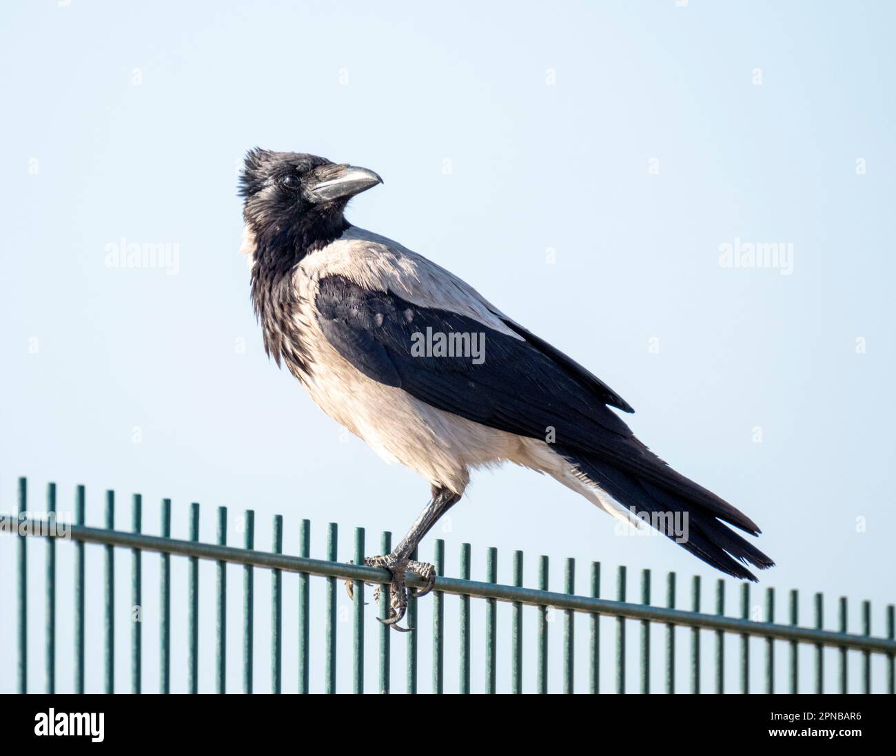 A cat watches a Hooded Crow, Corvus corone, Paphos, Cyprus Stock Photo ...
