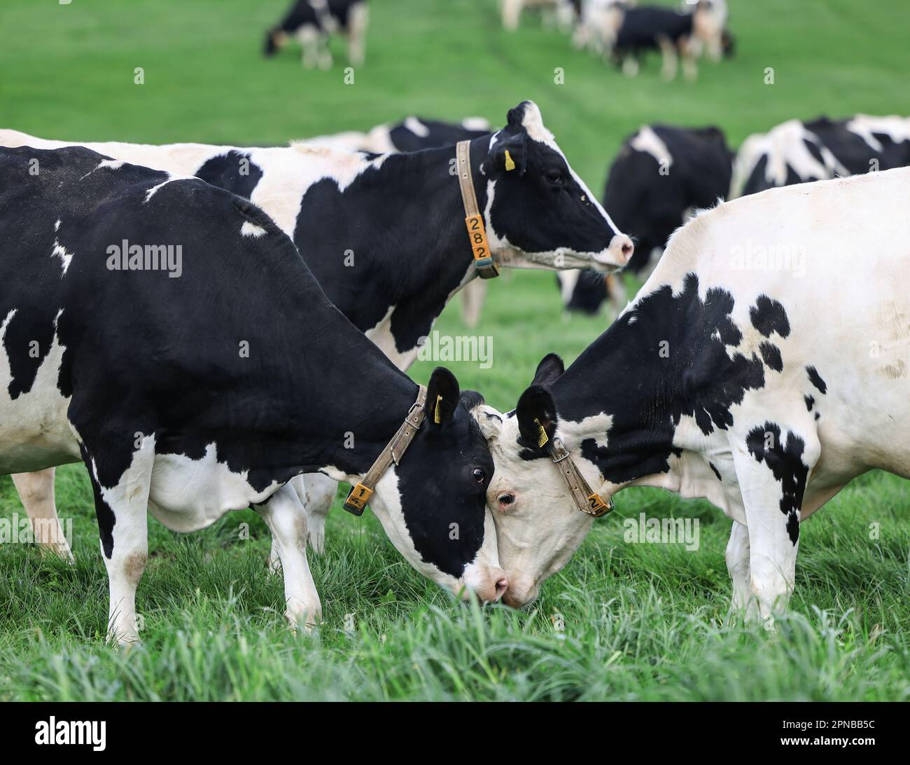 Leverkusen, Germany. 18th Apr, 2023. Two cows playing in the pasture ...