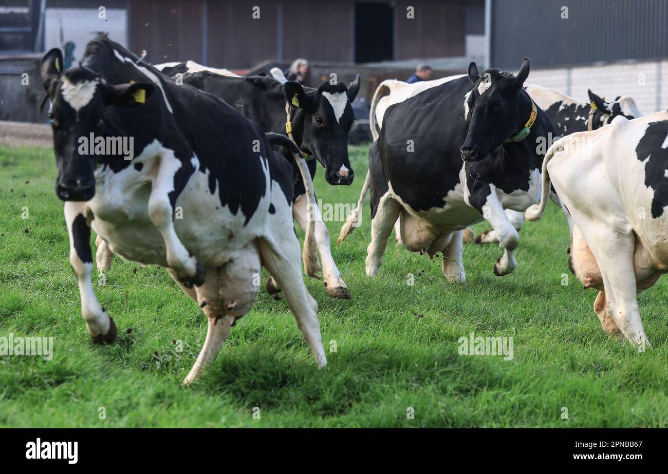 Leverkusen, Germany. 18th Apr, 2023. Cows run into the meadows at the ...