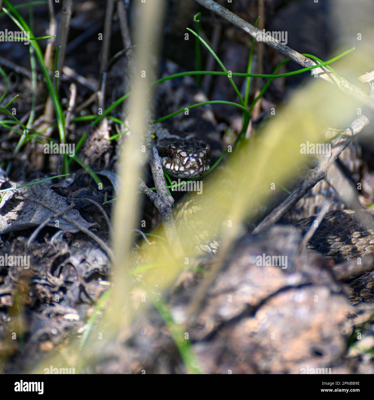 Common european adder viper with zigzag pattern Stock Photo - Alamy