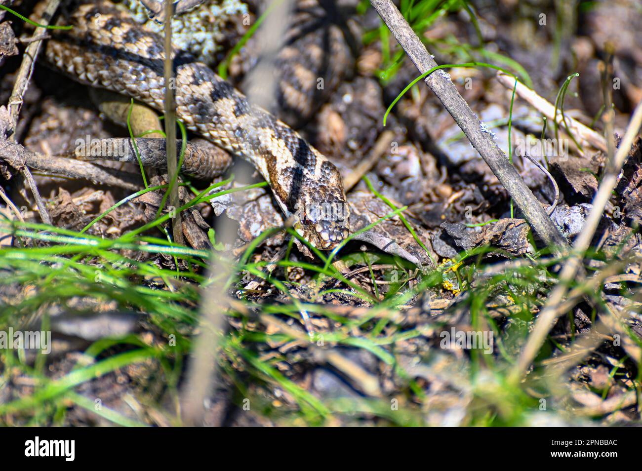 Common european adder viper with zigzag pattern Stock Photo - Alamy