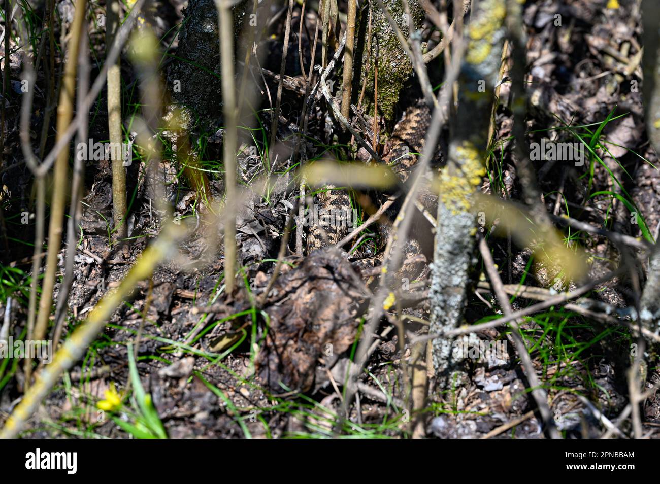 Common european adder viper with zigzag pattern Stock Photo - Alamy