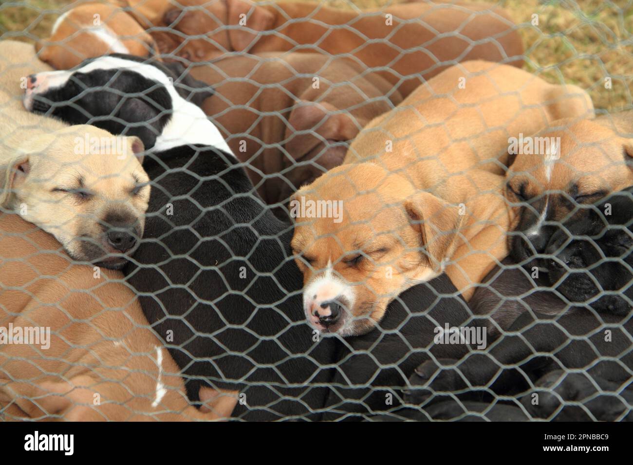 group of American Pit Bull Terrier dogs Stock Photo - Alamy