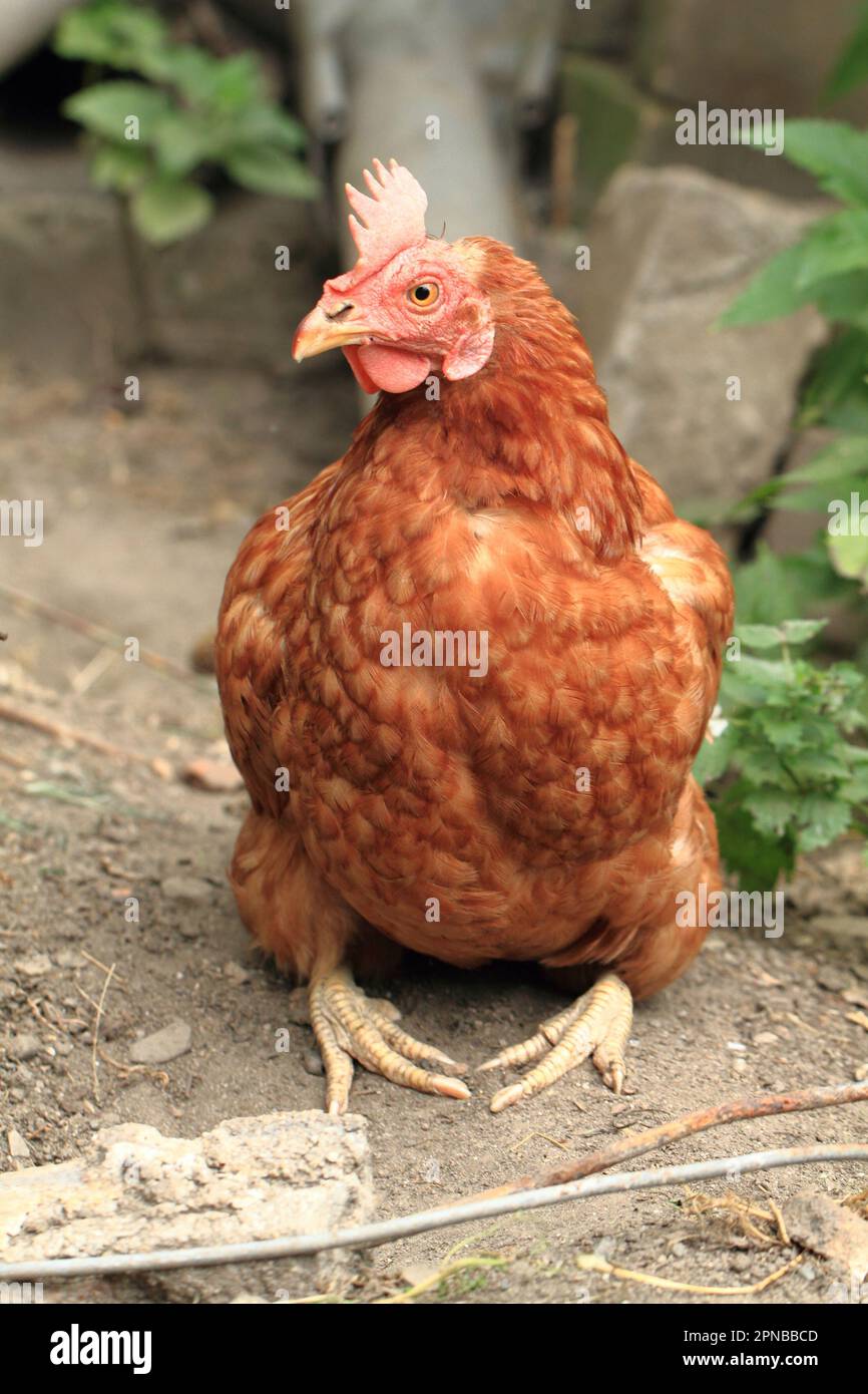 red chicken from small home animal farm Stock Photo - Alamy